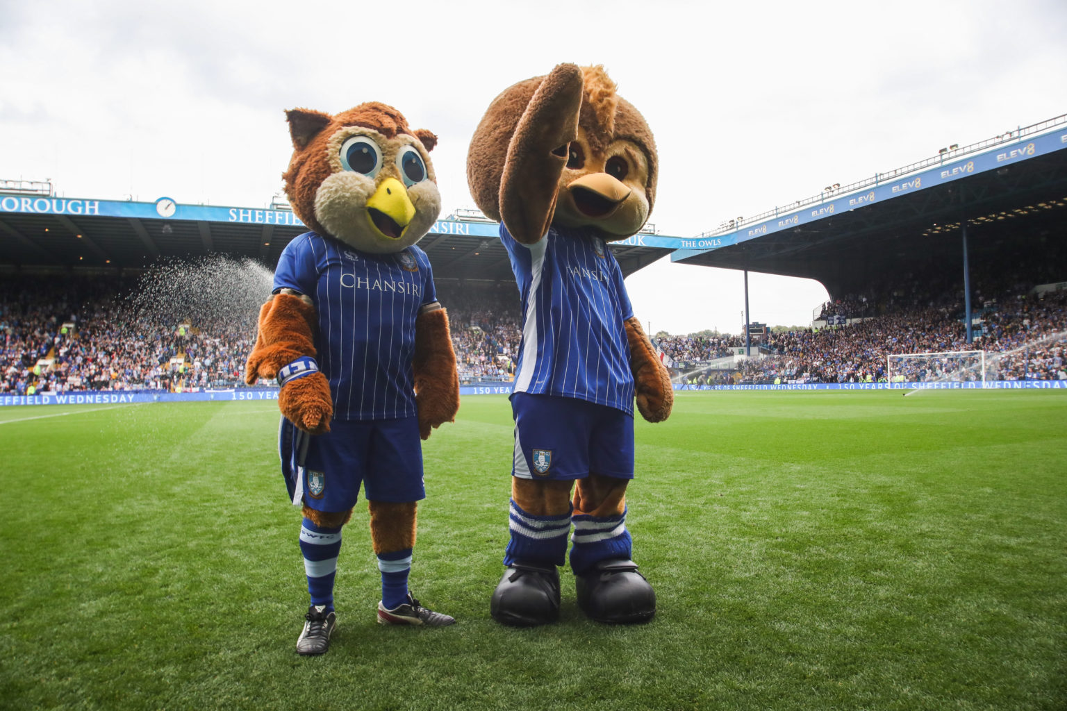 Sheffield Wednesday mascot releases statement to explain the 'real toll ...